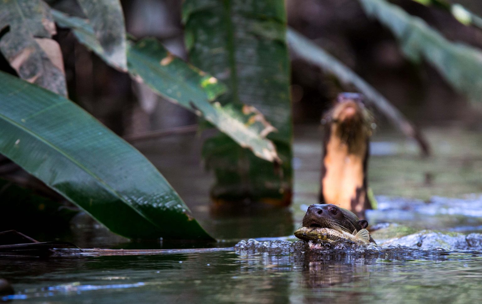 Amazonie Equatorienne – Mathieu Courdesses