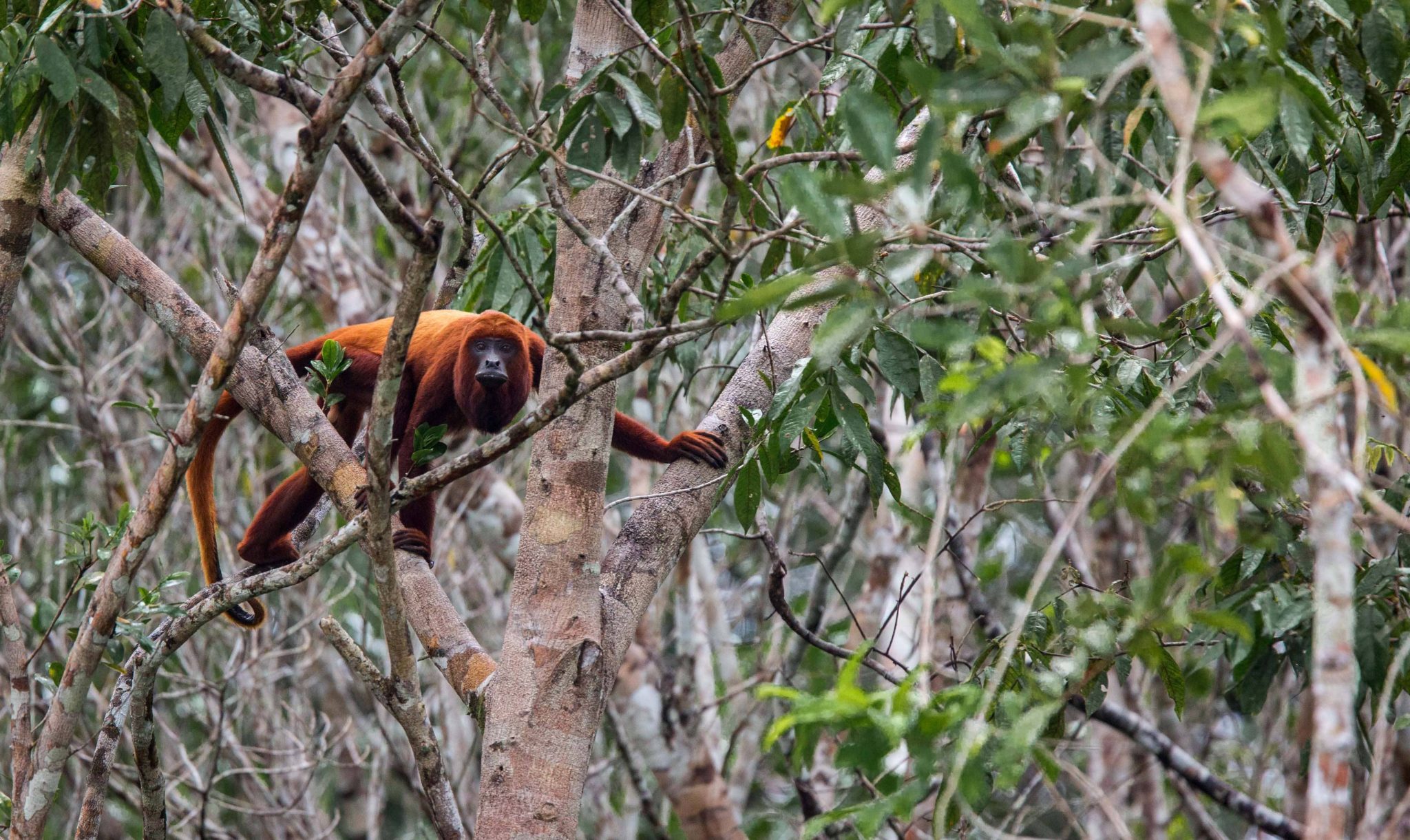Amazonie Equatorienne – Mathieu Courdesses