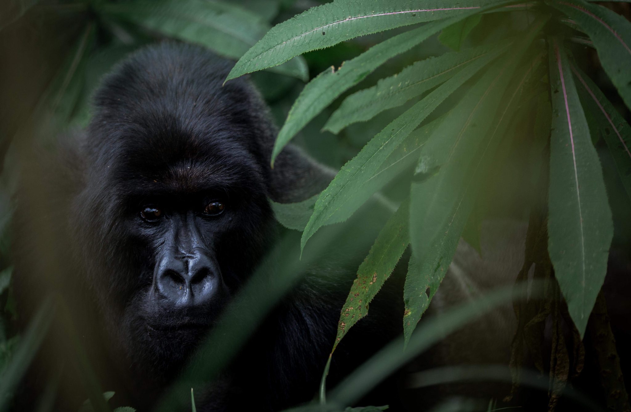 Rwanda, pays des mille collines – Mathieu Courdesses