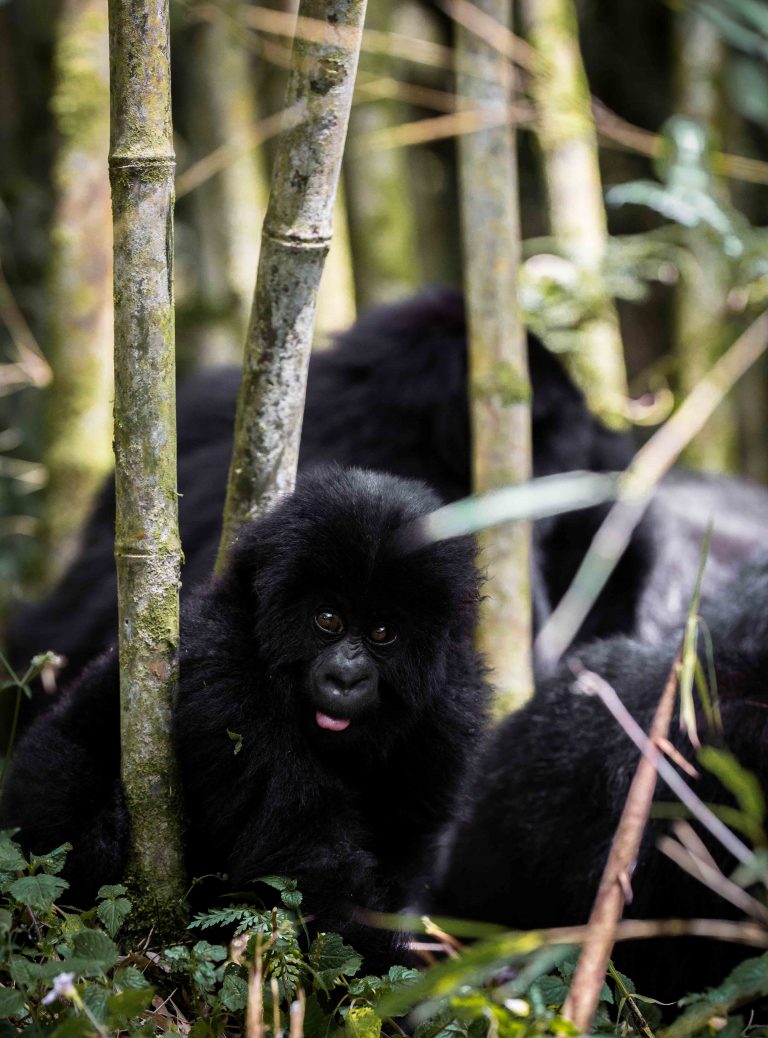 Rwanda, pays des mille collines – Mathieu Courdesses