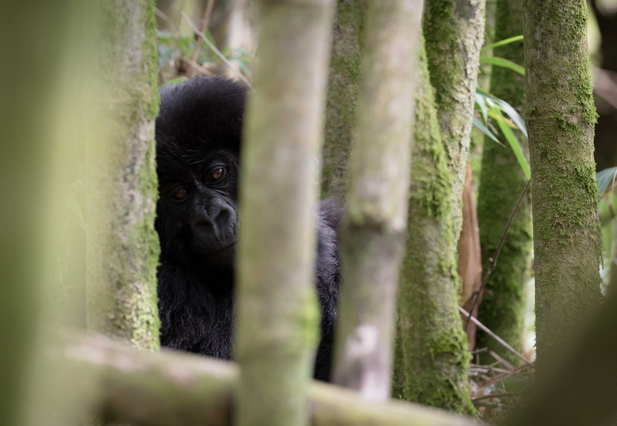 Rwanda, pays des mille collines – Mathieu Courdesses