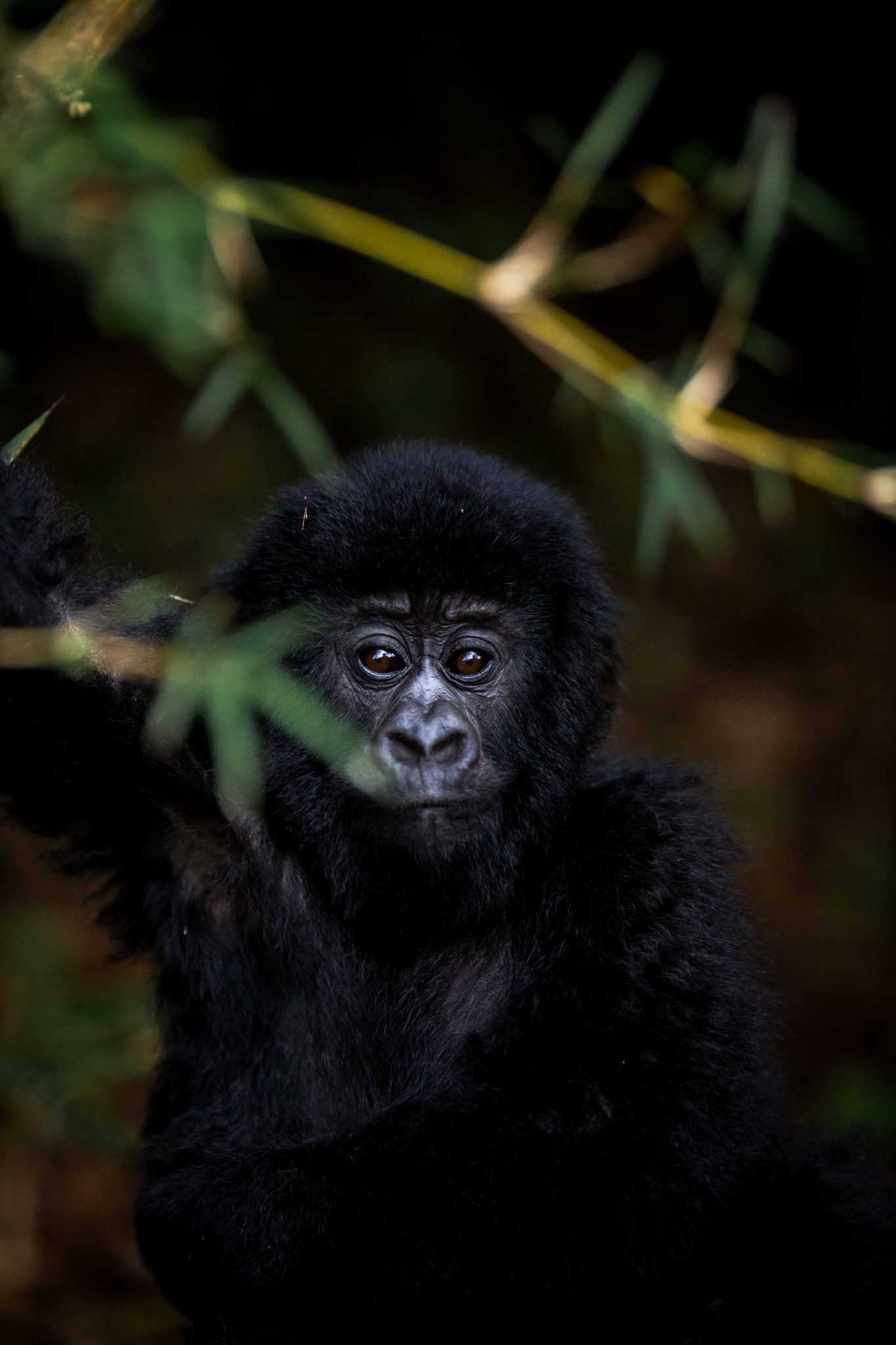 Rwanda, pays des mille collines – Mathieu Courdesses