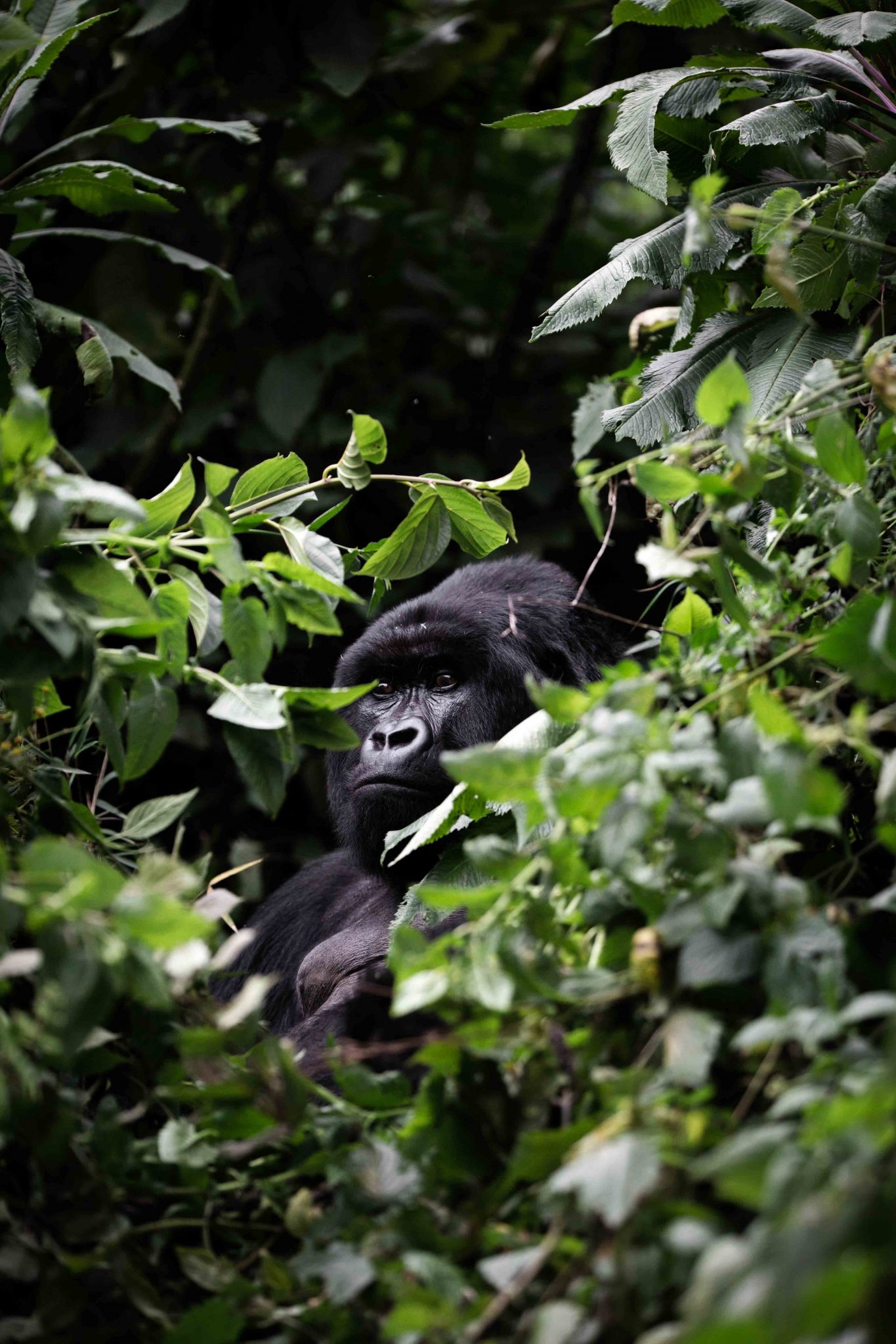 Rwanda, pays des mille collines – Mathieu Courdesses